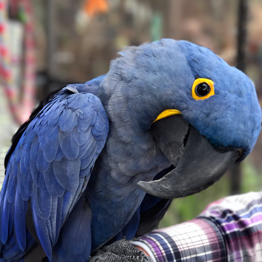 Craft Beers & Birds - The Perch Brewery in Downtown Chandler